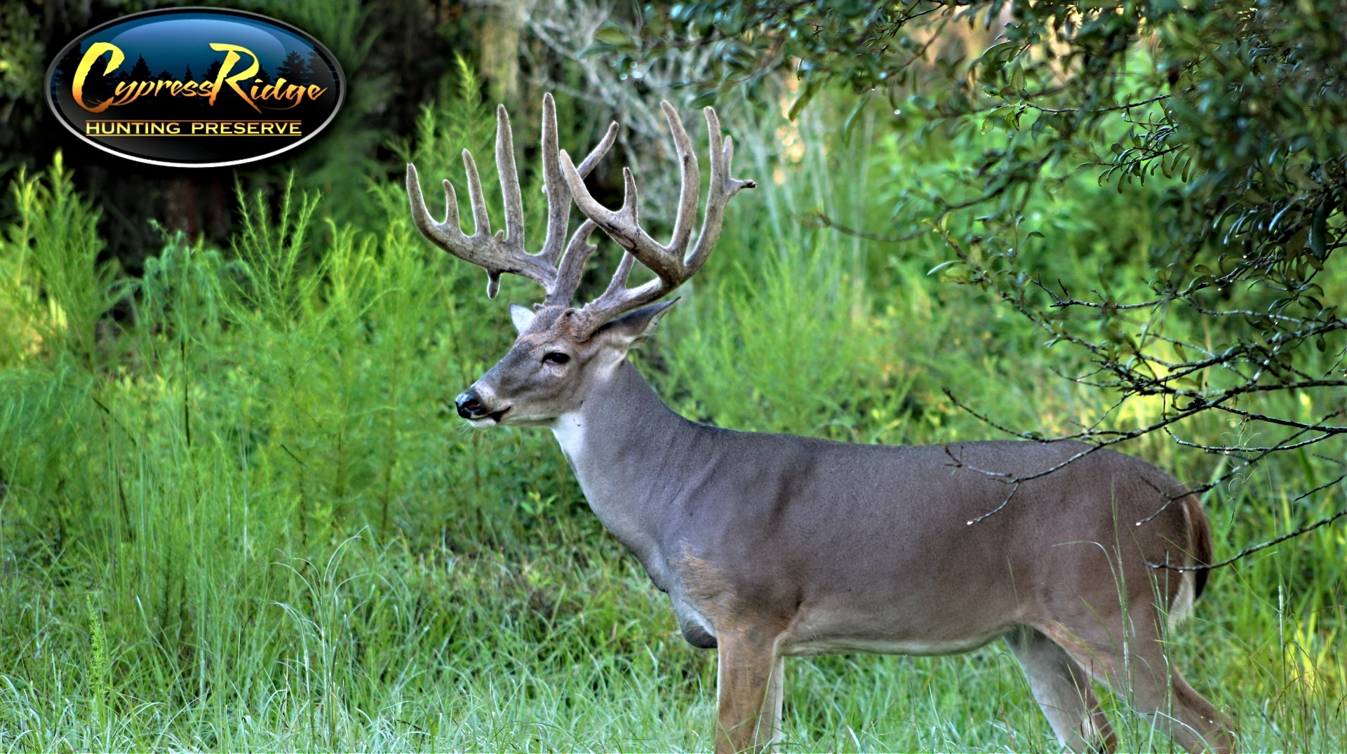 Florida Trophy Whitetail Hunts - Cypress Ridge Hunting Preserve