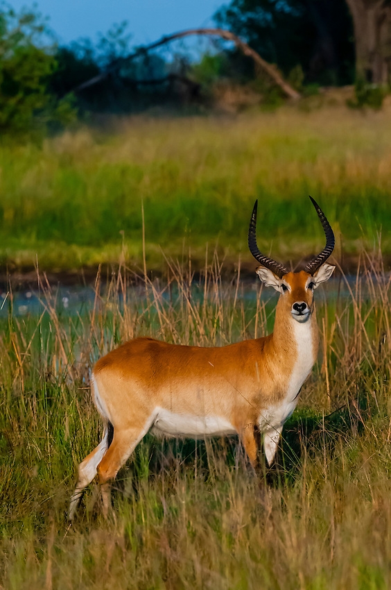 Florida Trophy Exotic Hunts - Cypress Ridge Hunting Preserve